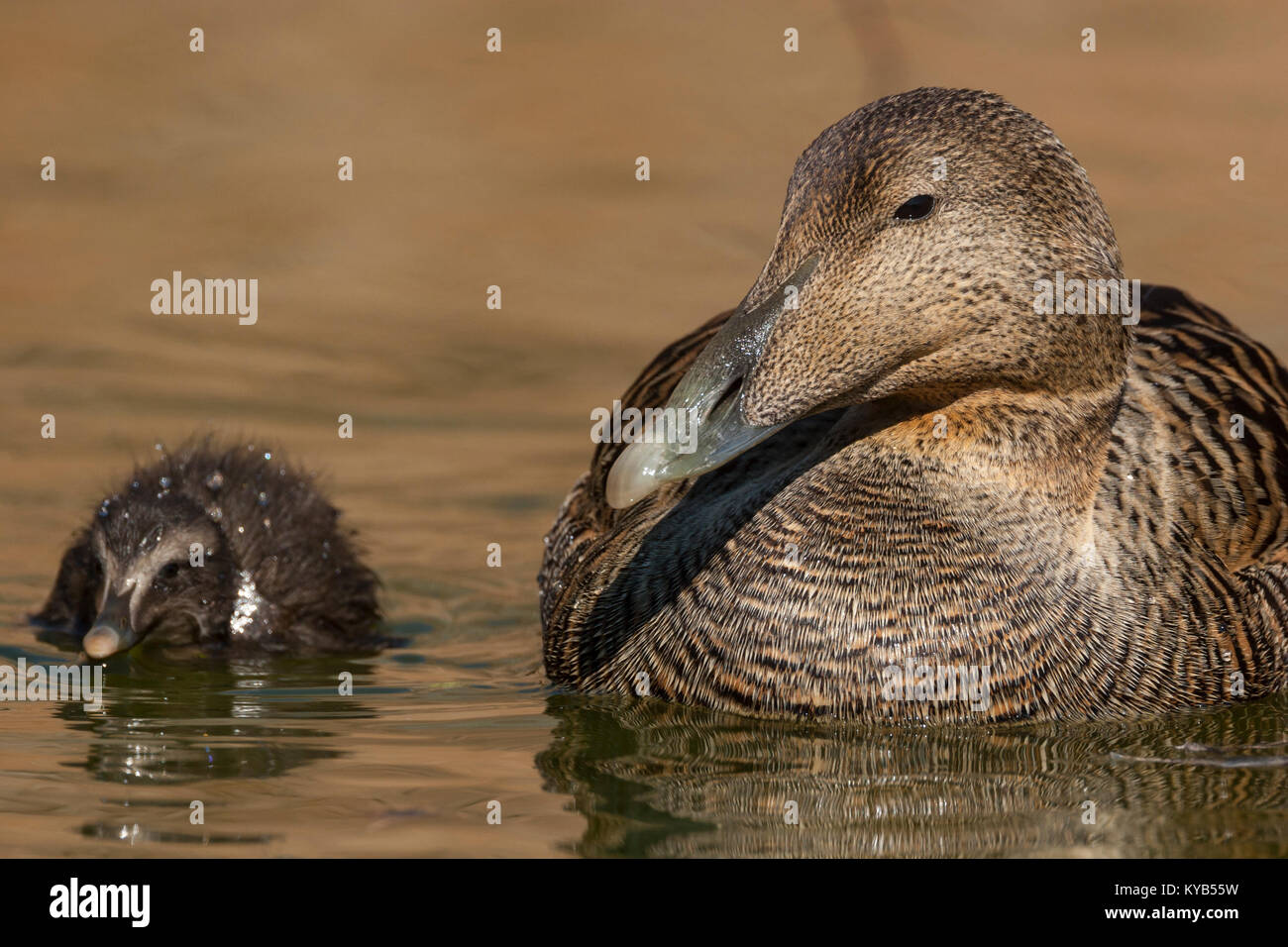 Common Eider (Somateria mollissima), female with ducklings Stock Photo ...