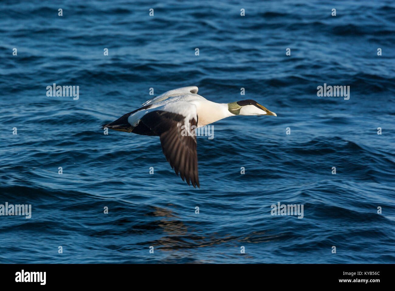 Common eider ducks flying hi-res stock photography and images - Alamy