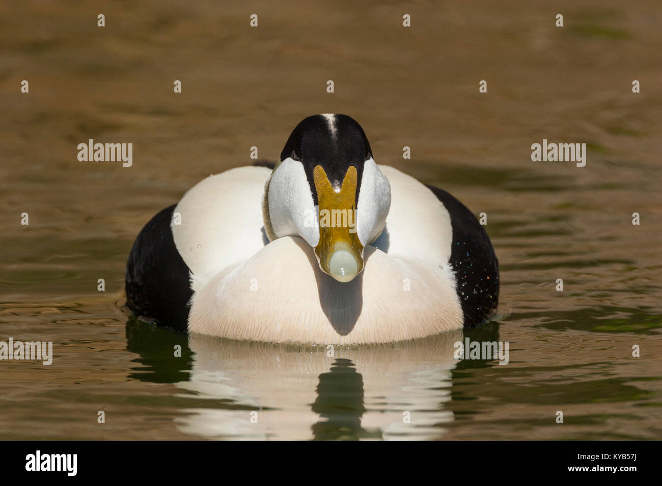 Common Eider (Somateria mollissima), male Stock Photo - Alamy