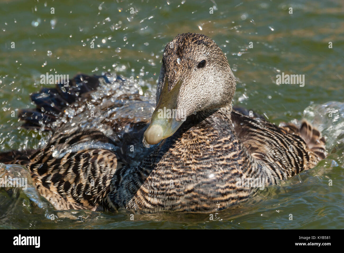 Common Eider (Somateria mollissima), female bathing Stock Photo - Alamy