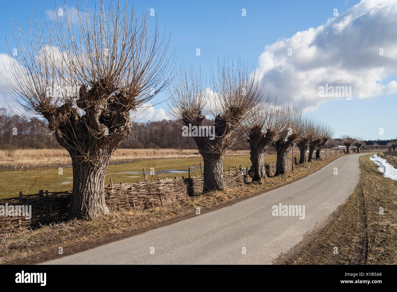 Pollarded poplar by the road near Sørup, Maribo Stock Photo - Alamy