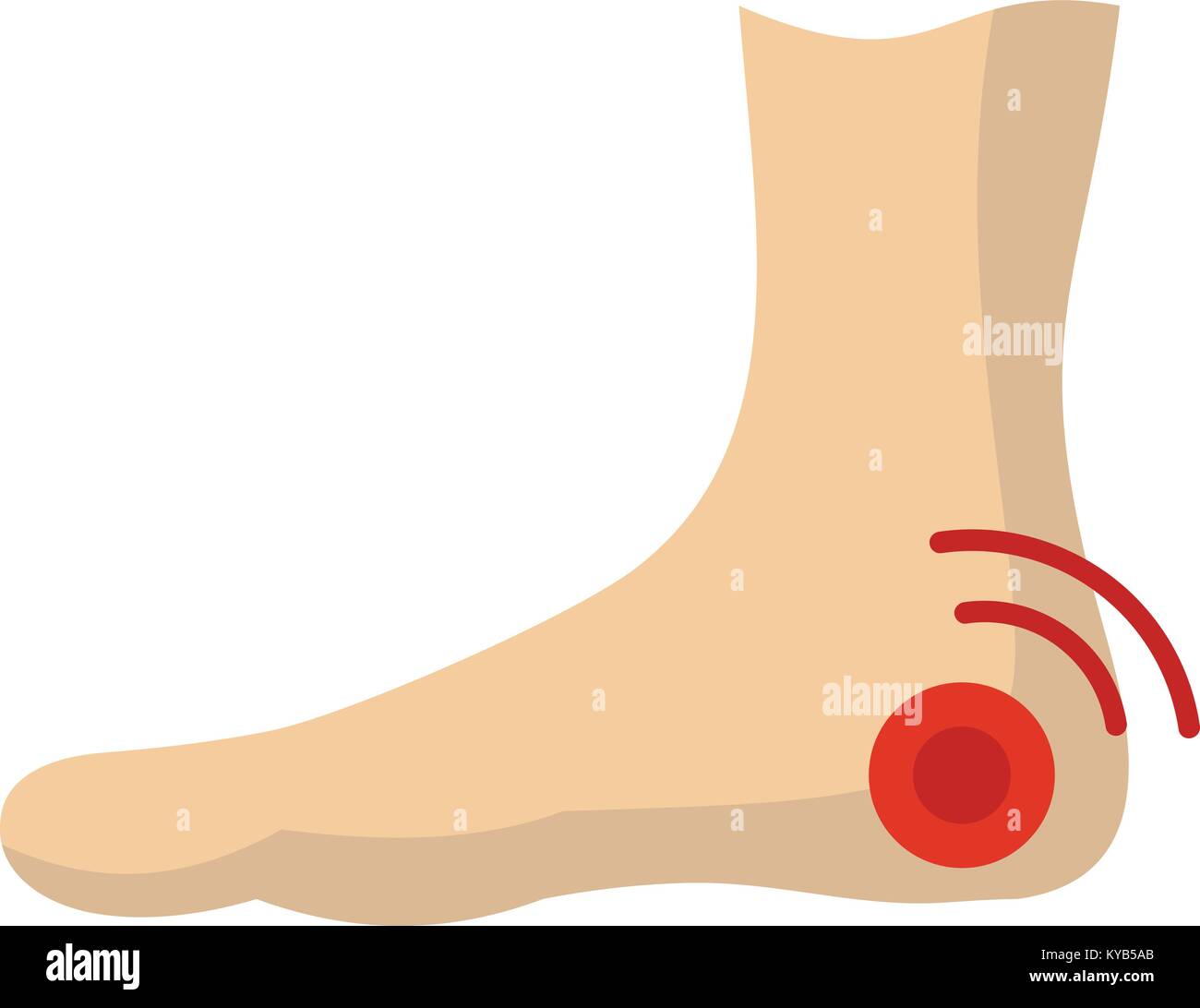 Bottom of foot anatomy Stock Vector Images - Alamy