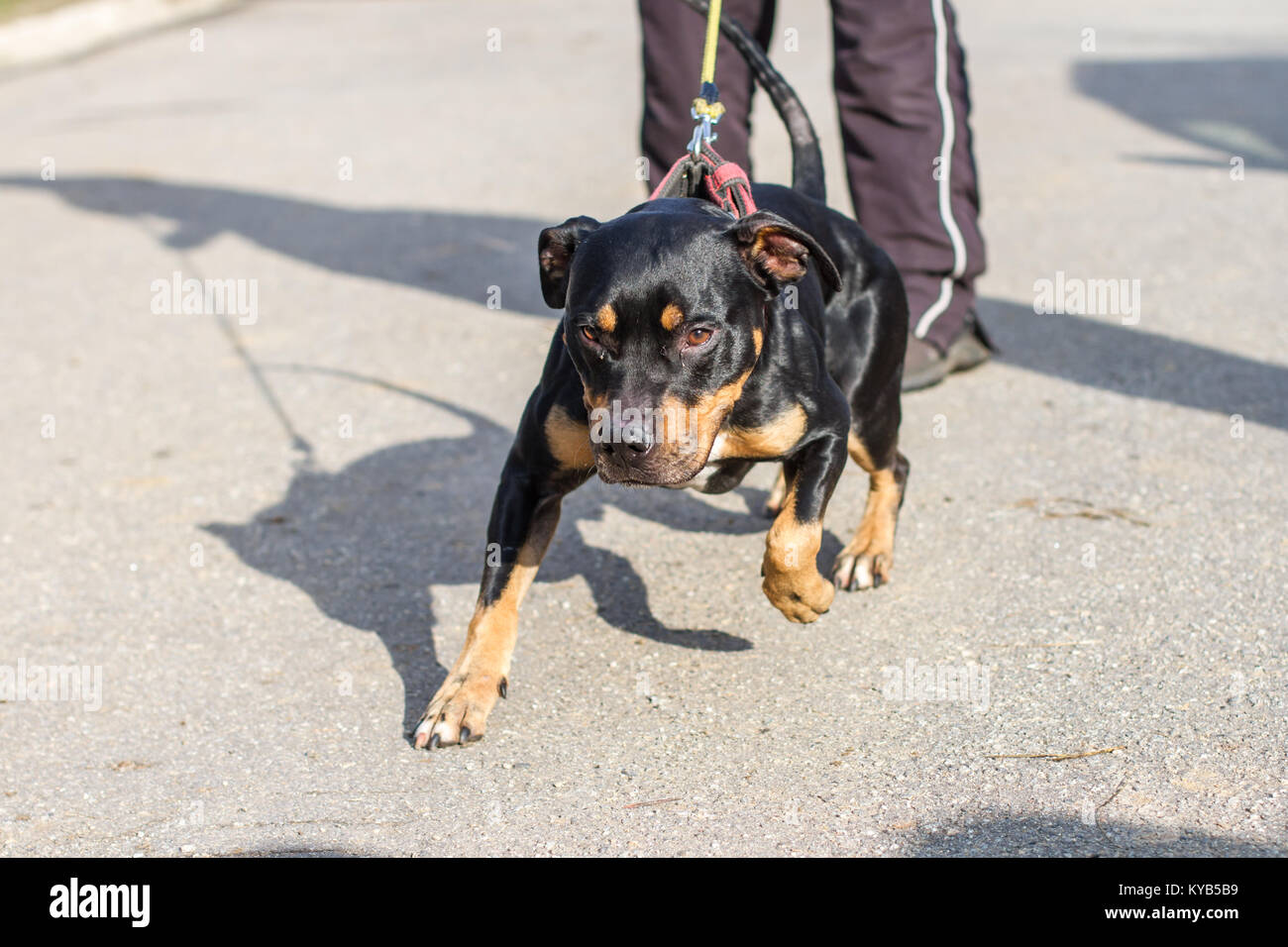 Black And Tan Bull Terrier