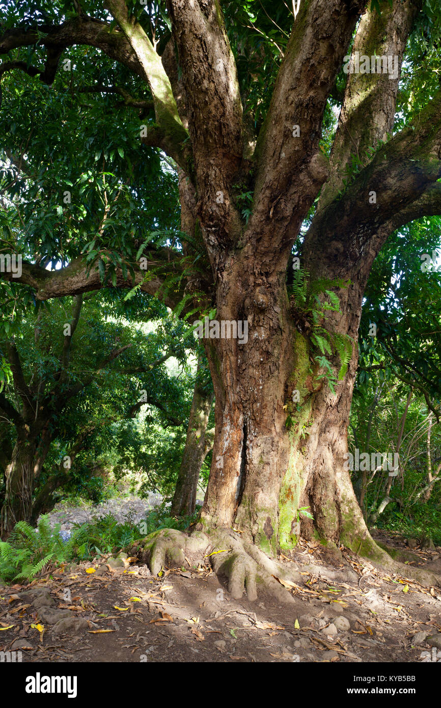Overgrown tree hi-res stock photography and images - Alamy