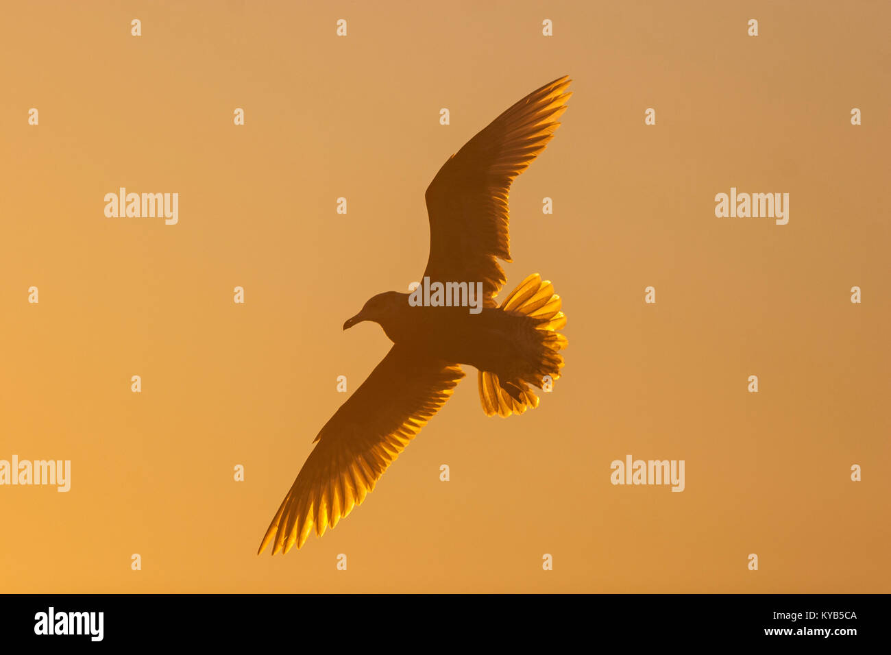 Hyperboreus hi-res stock photography and images - Alamy