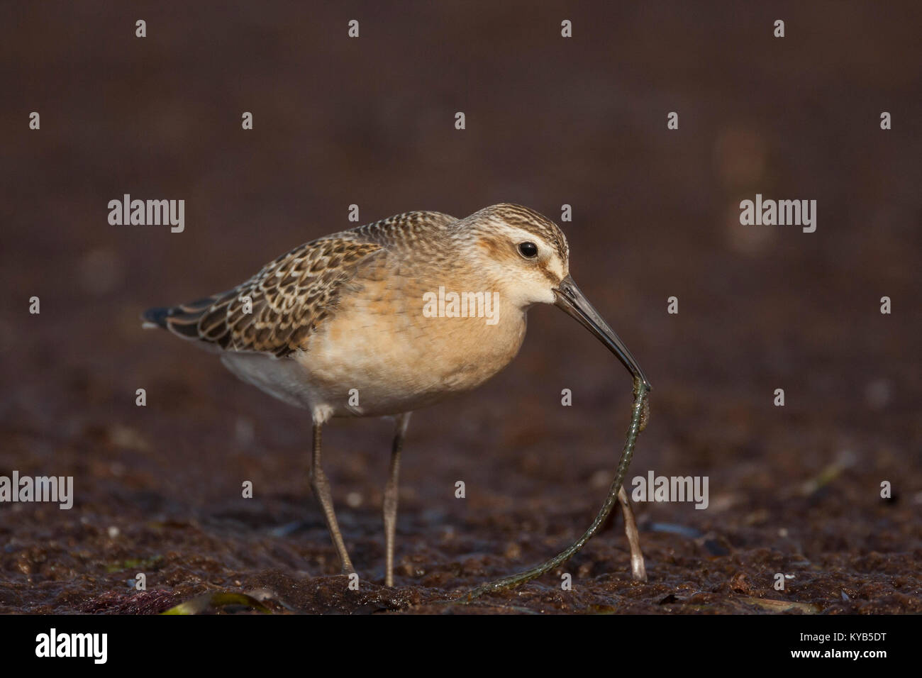 Curlew Sandpiper (Calidris ferruginea) juvenile eating sandworm Stock ...