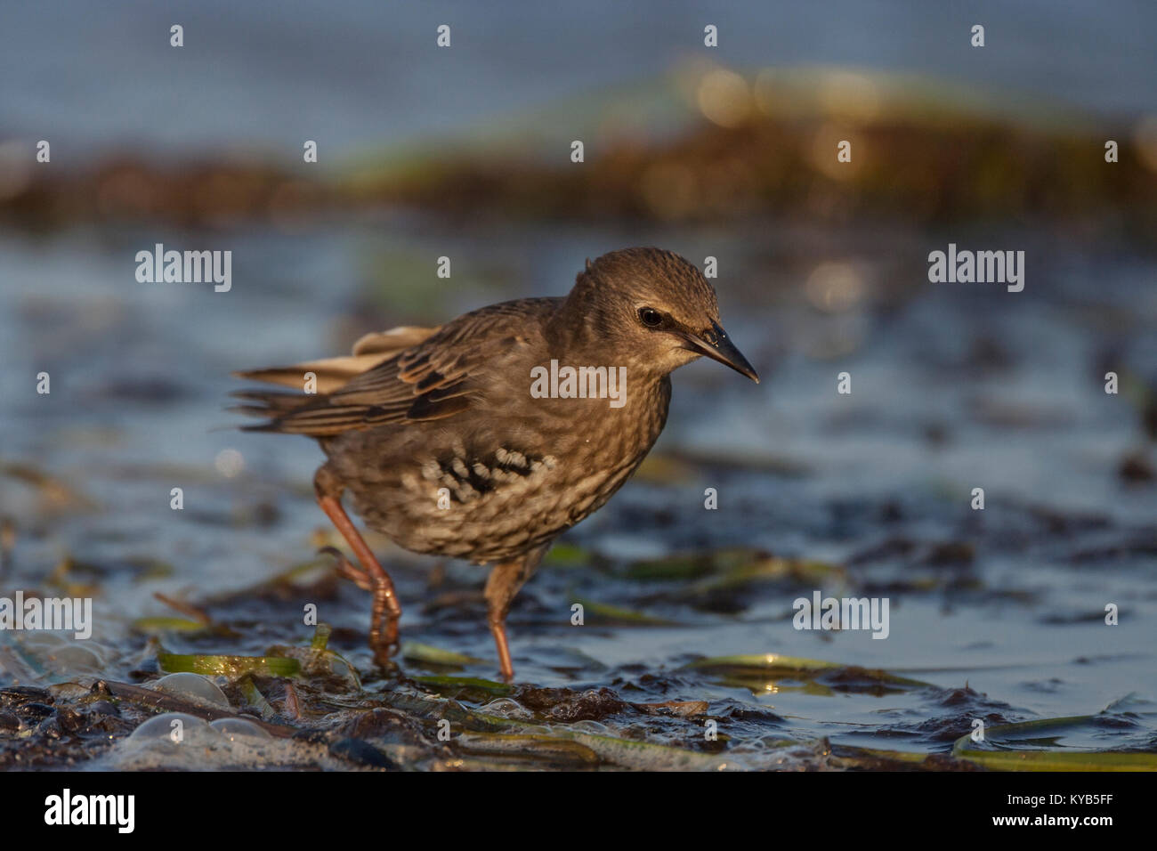 Starling (Sturnus vulgaris), juvenile walking Stock Photo - Alamy