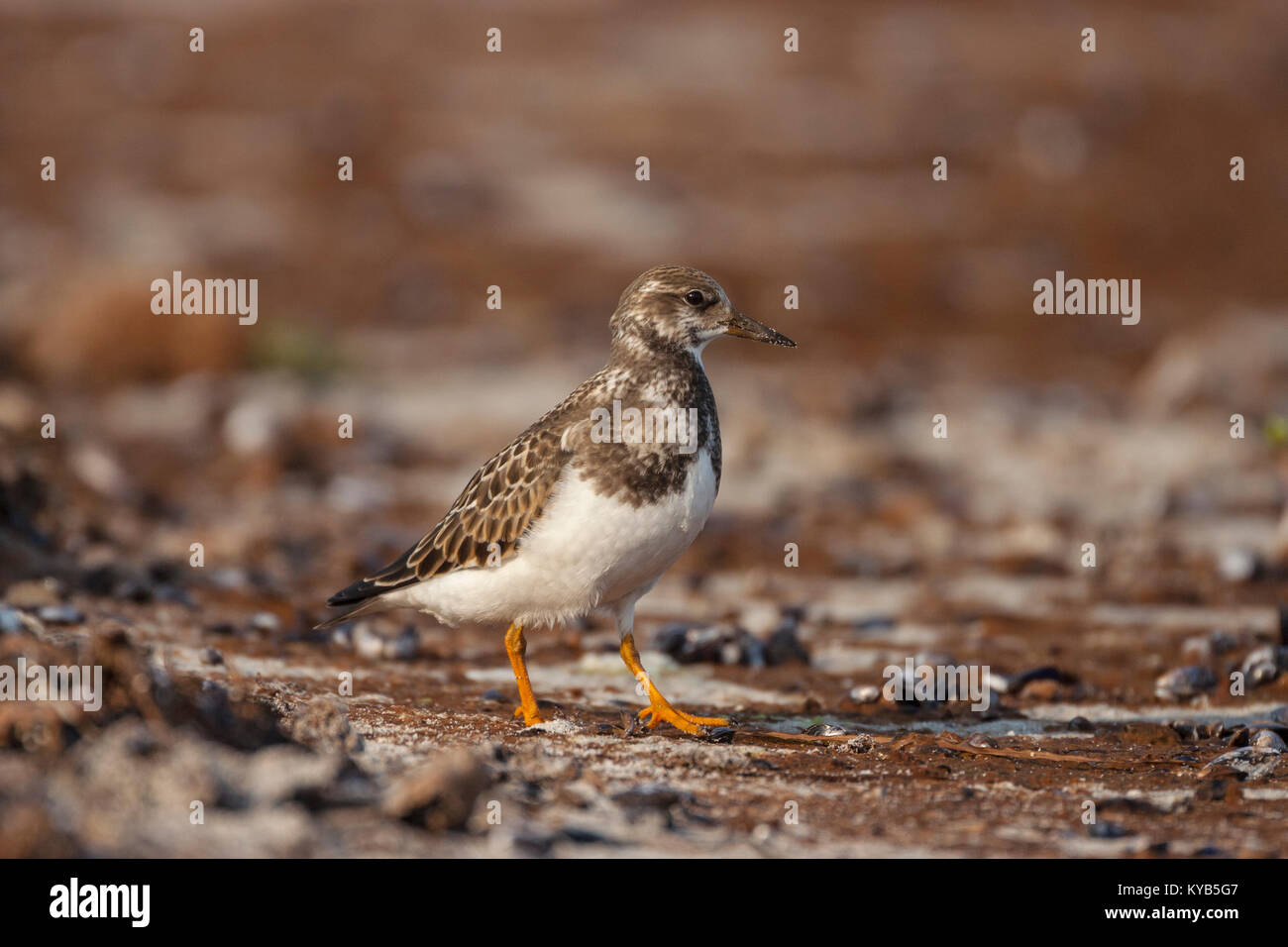 Juvenile turnstone arenaria interpres on hi-res stock photography and ...