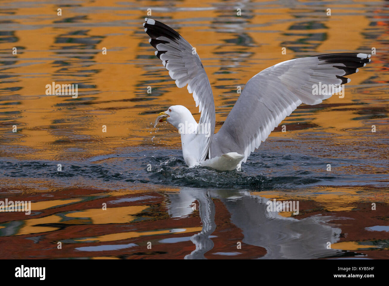Herring Gull (Larus argentatus Stock Photo - Alamy