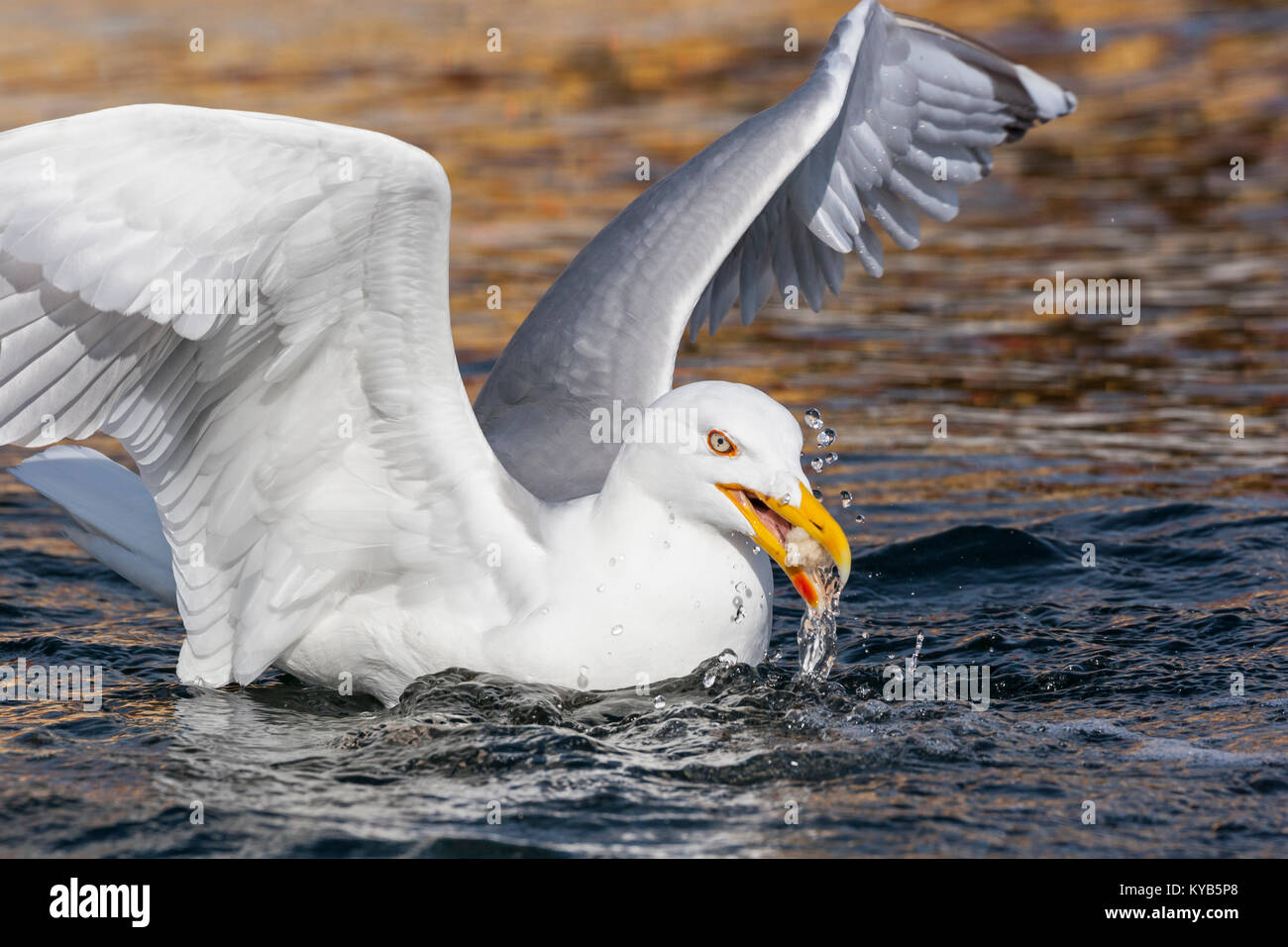 Herring Gull (Larus argentatus) eating fish waste Stock Photo - Alamy