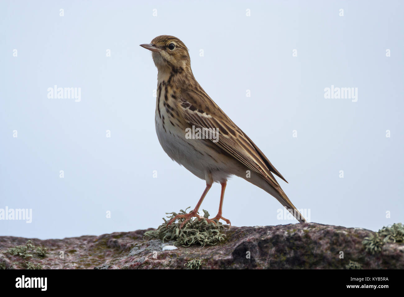 Tree Pipit (Anthus trivialis) stands on a rock Stock Photo - Alamy