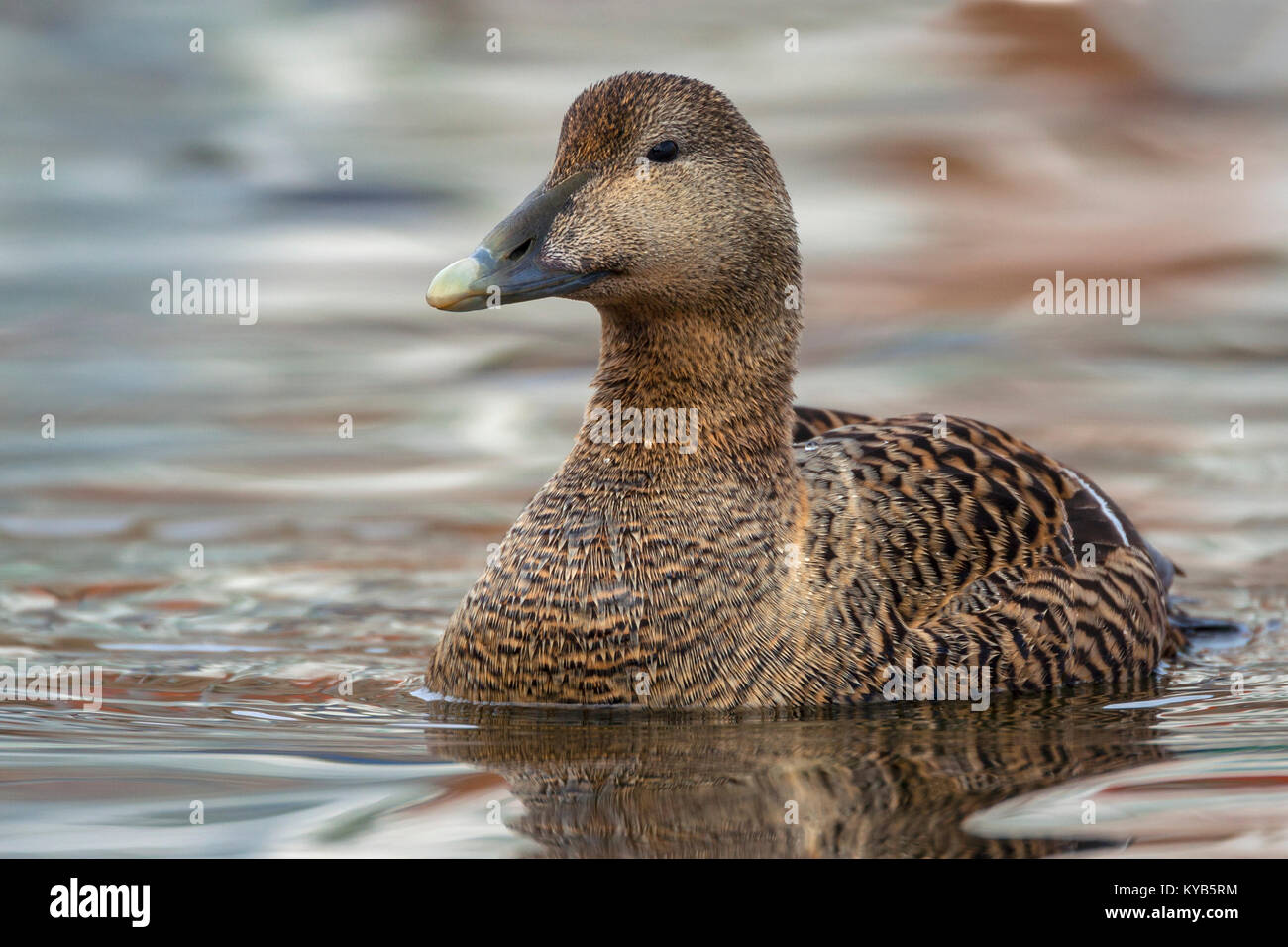 Common Eider (Somateria mollissima), female Stock Photo - Alamy