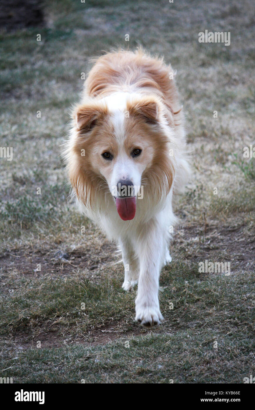 Australian red border collie hi-res stock photography and images - Alamy
