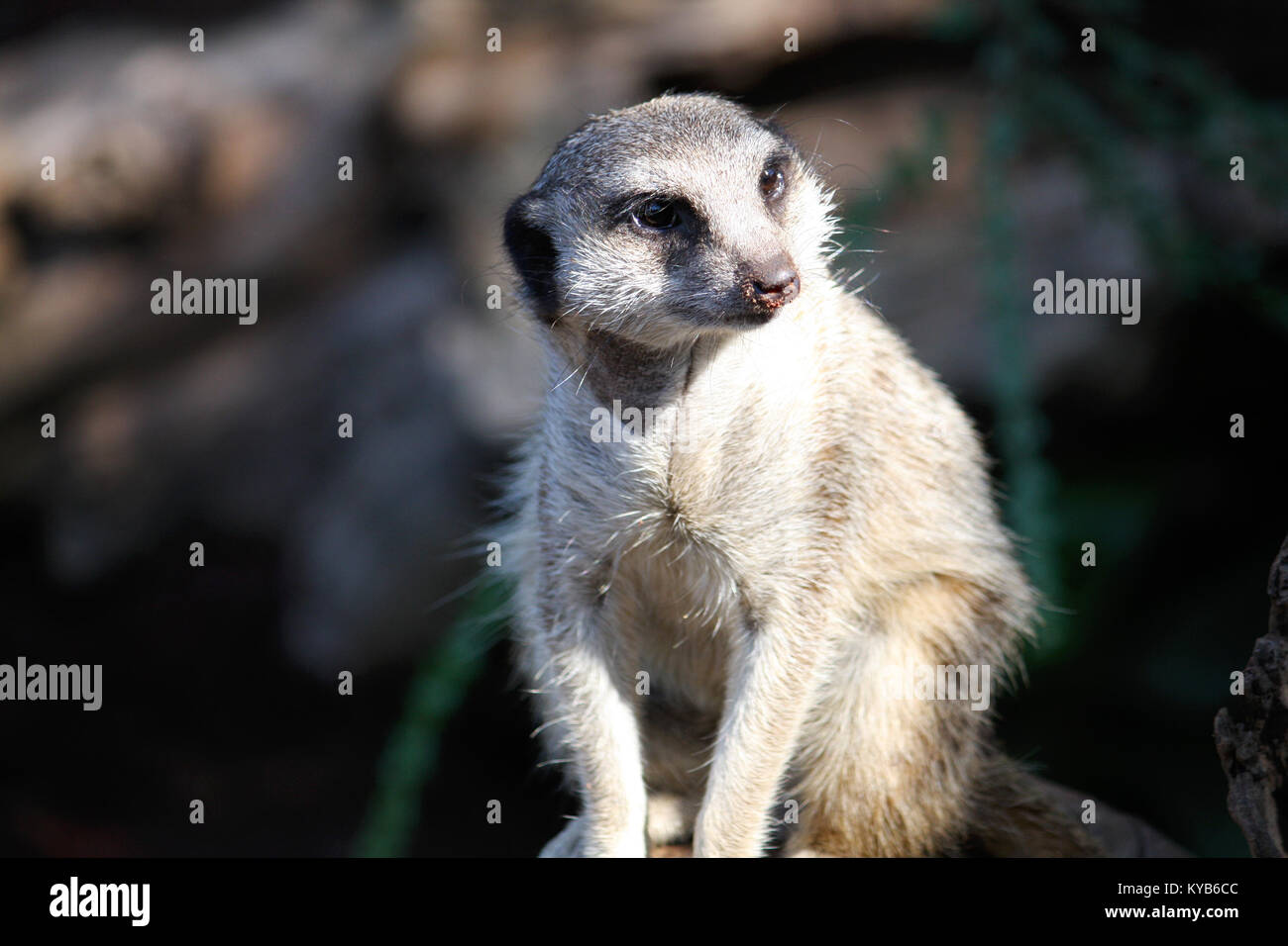 Grey meerkats hi-res stock photography and images - Alamy