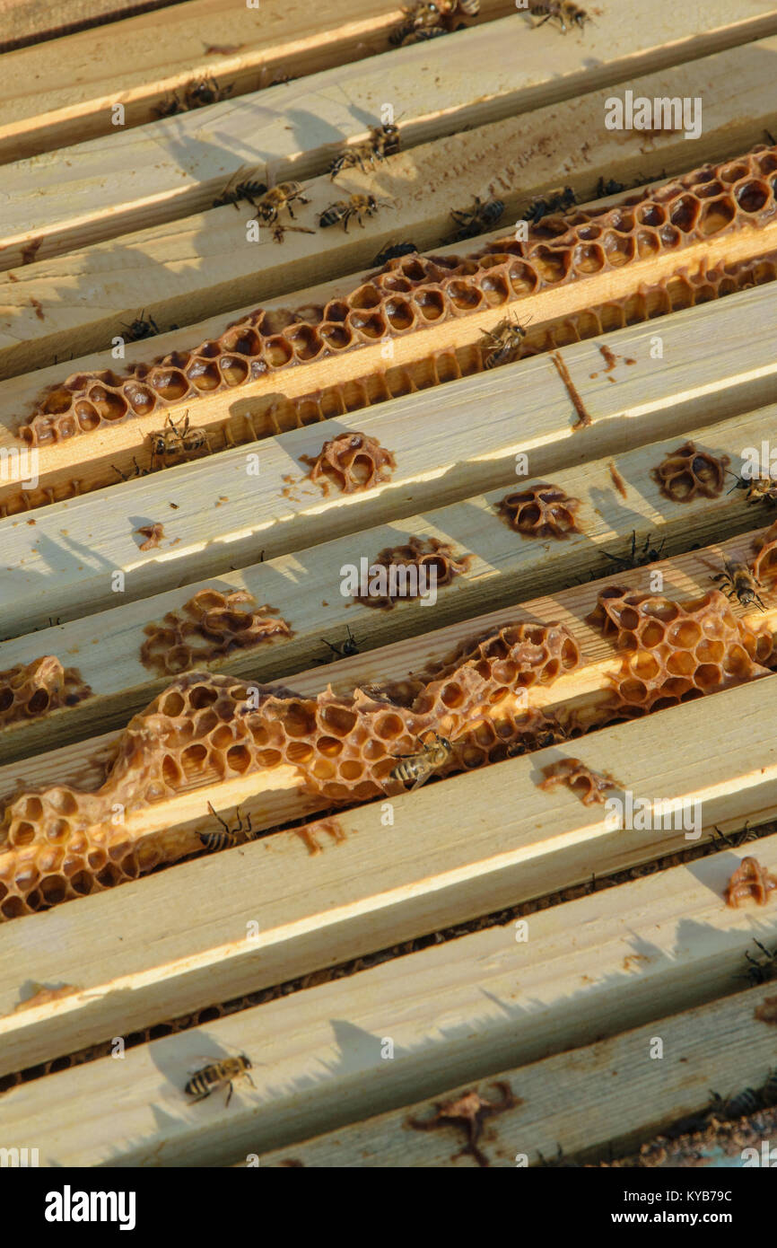 Frame of a beehive. Working bees on honeycombs filled with honey Stock ...