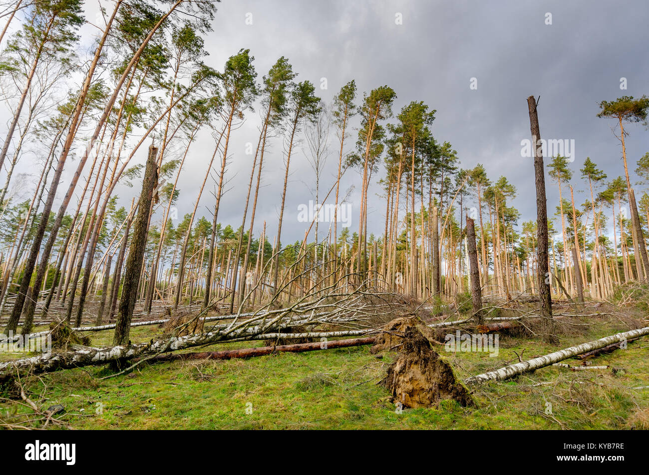 Forest devastated by a storm. Tuchola Pinewoods (Bory Tucholskie ...