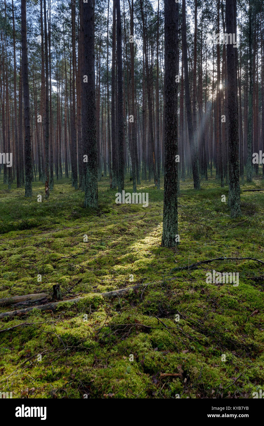 Weird ambience hi-res stock photography and images - Alamy