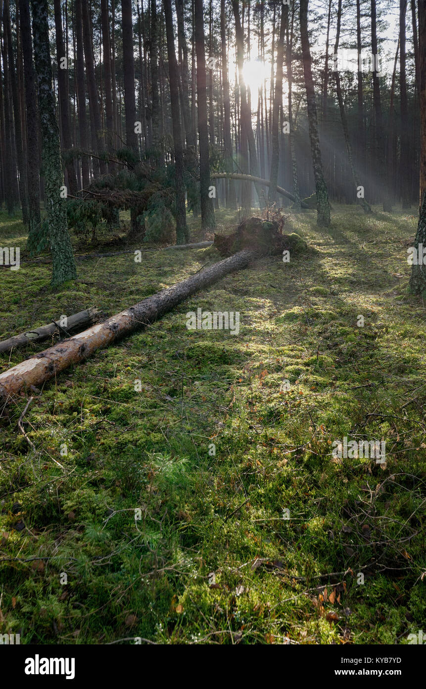Tuchola Pinewoods (Bory Tucholskie), northern Poland, Europe Stock ...
