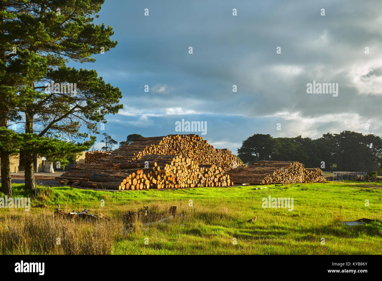 Deforestation forest edge hi-res stock photography and images - Alamy