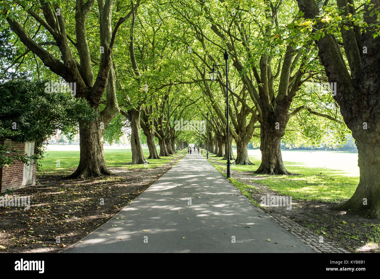 Long and straight avenue in public park with big trees on the side ...