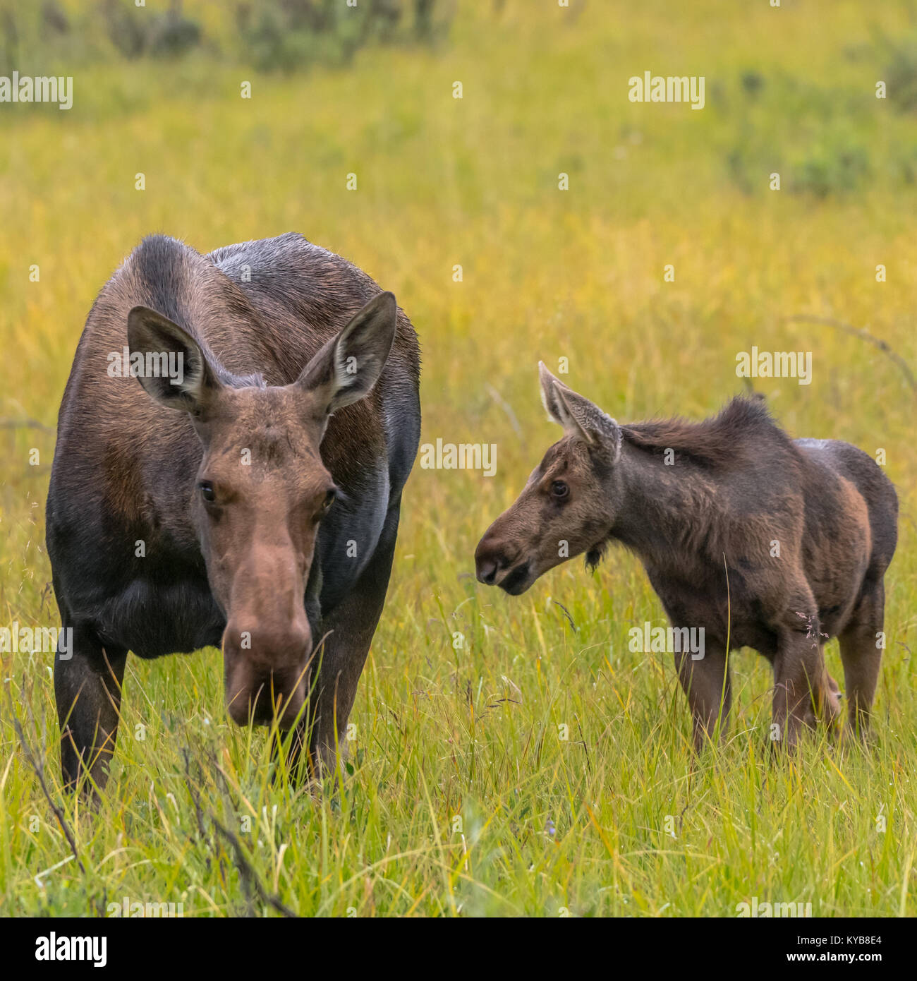 Moose calf in field hi-res stock photography and images - Alamy