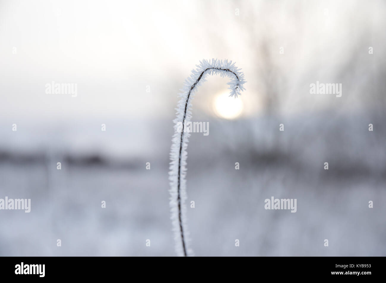 Puka trees hi-res stock photography and images - Alamy