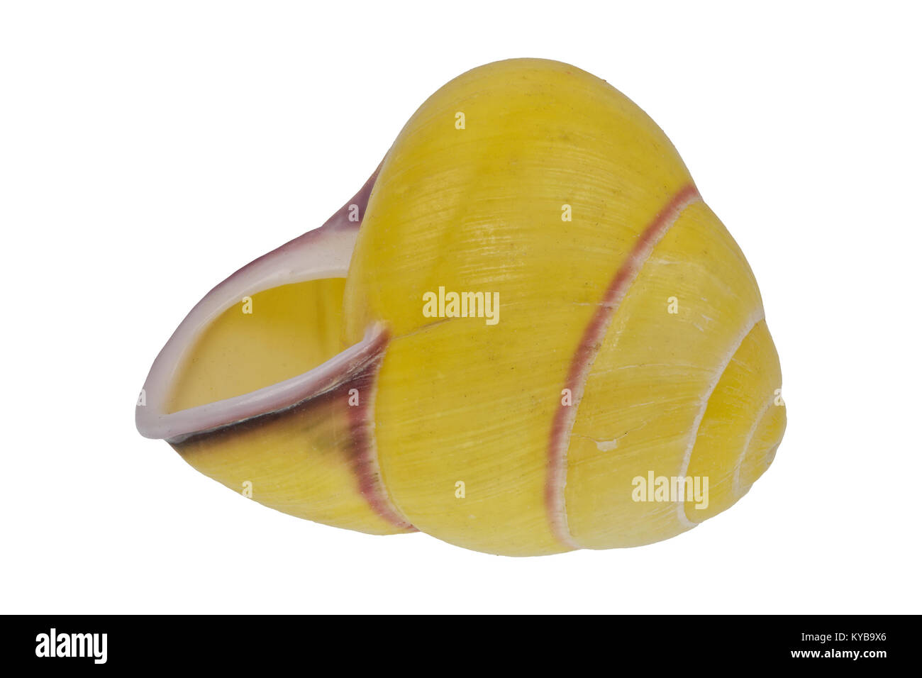 Sea shell isolated on a white background Stock Photo - Alamy