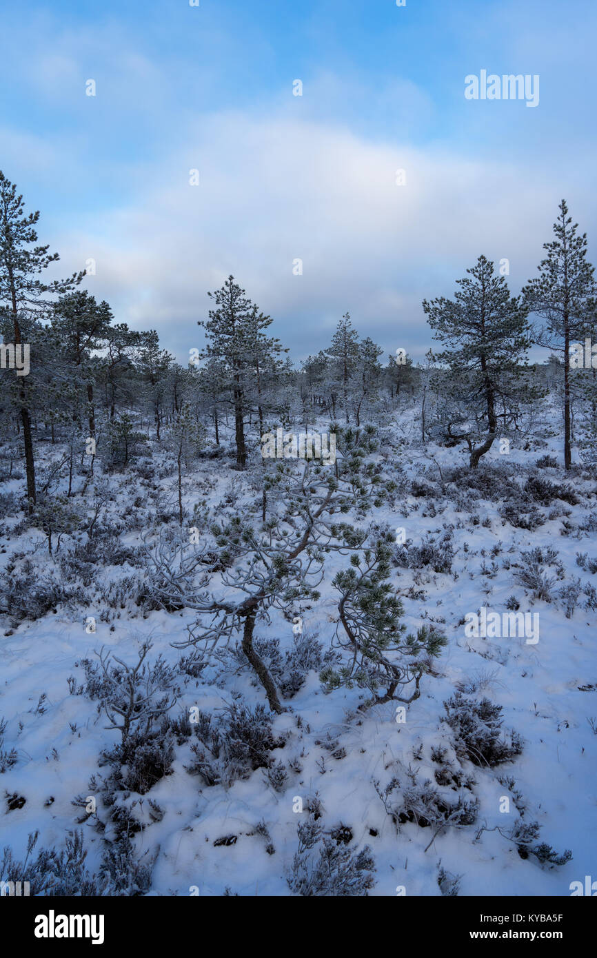 Beautiful winter forest Stock Photo - Alamy