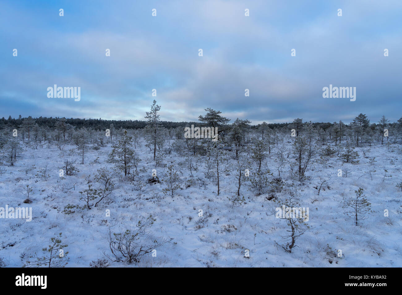 Beautiful winter forest Stock Photo - Alamy