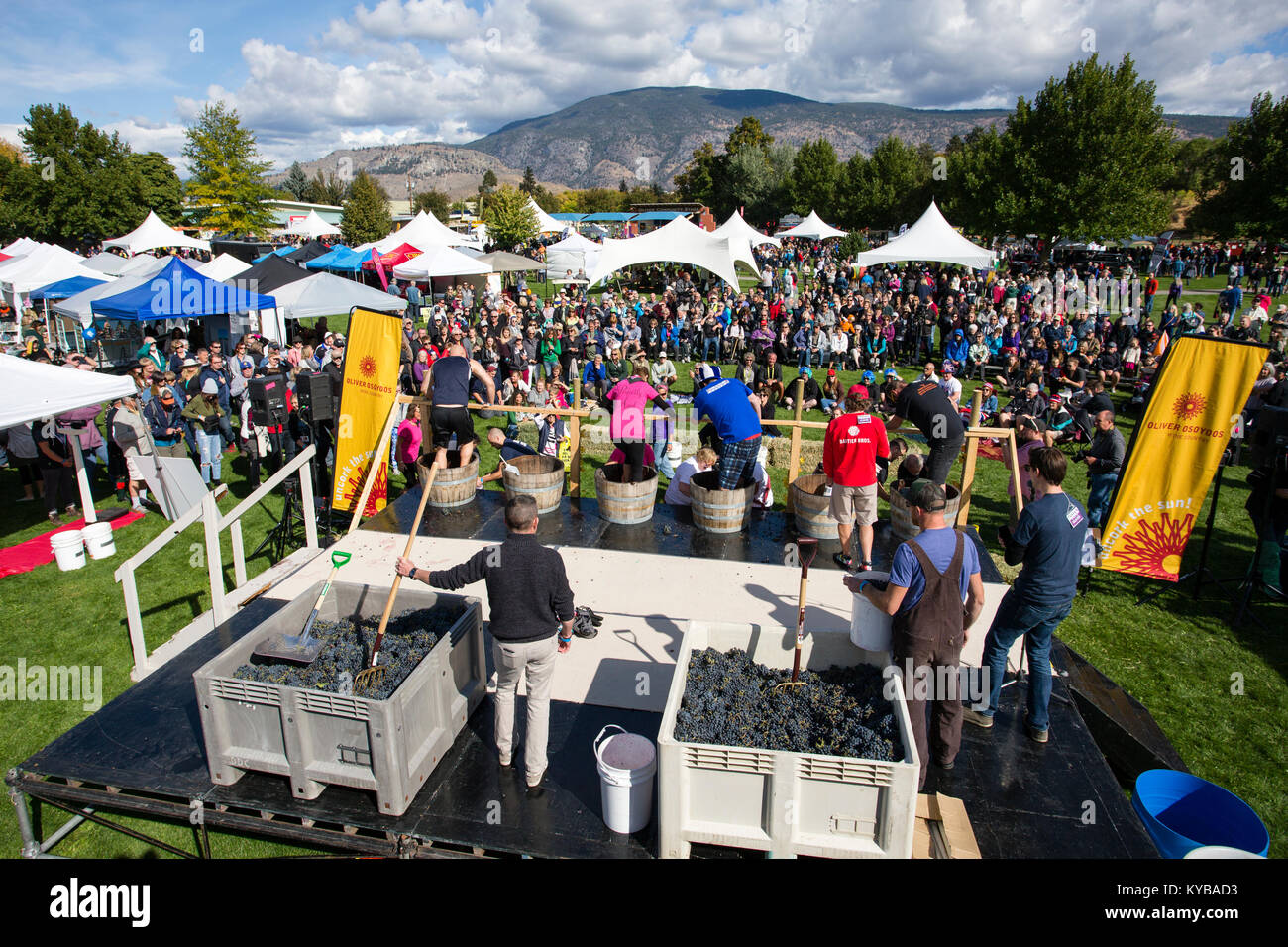 Competitors in the grape stomp celebrating at the annual Festival of ...
