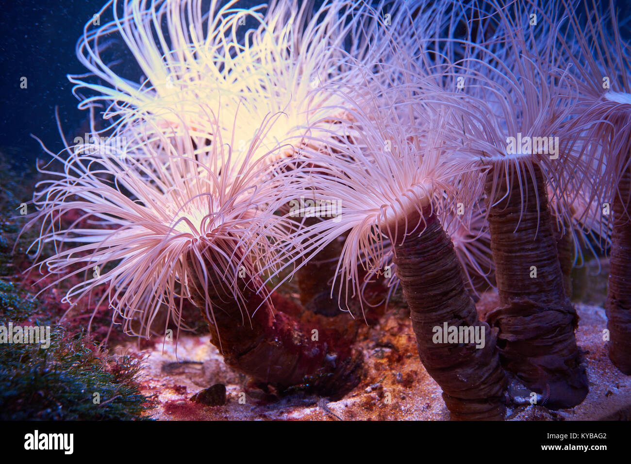 Tube dwelling anemone hi-res stock photography and images - Alamy