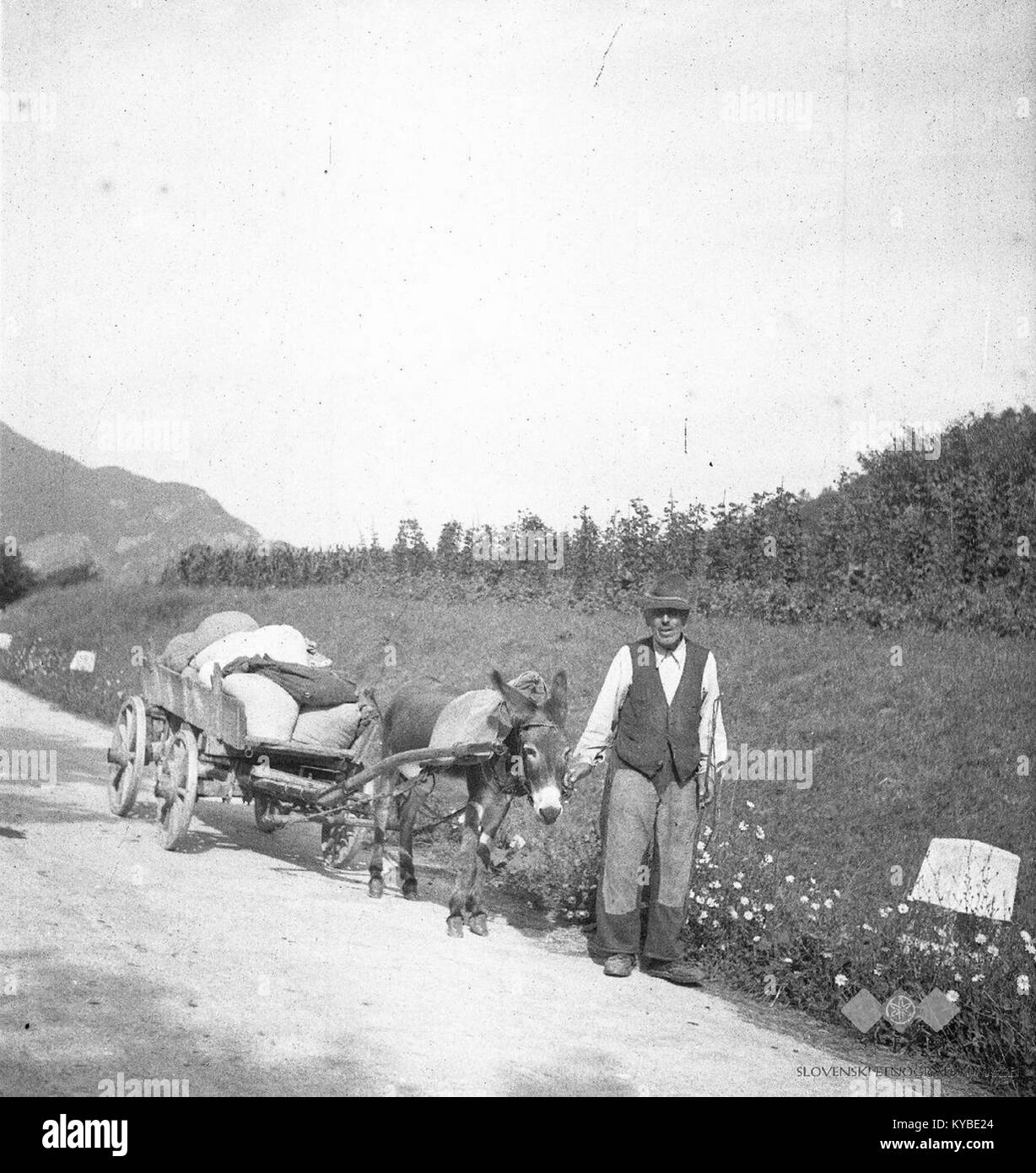This image from 1951 shows a scene involving a corn field or maize ...