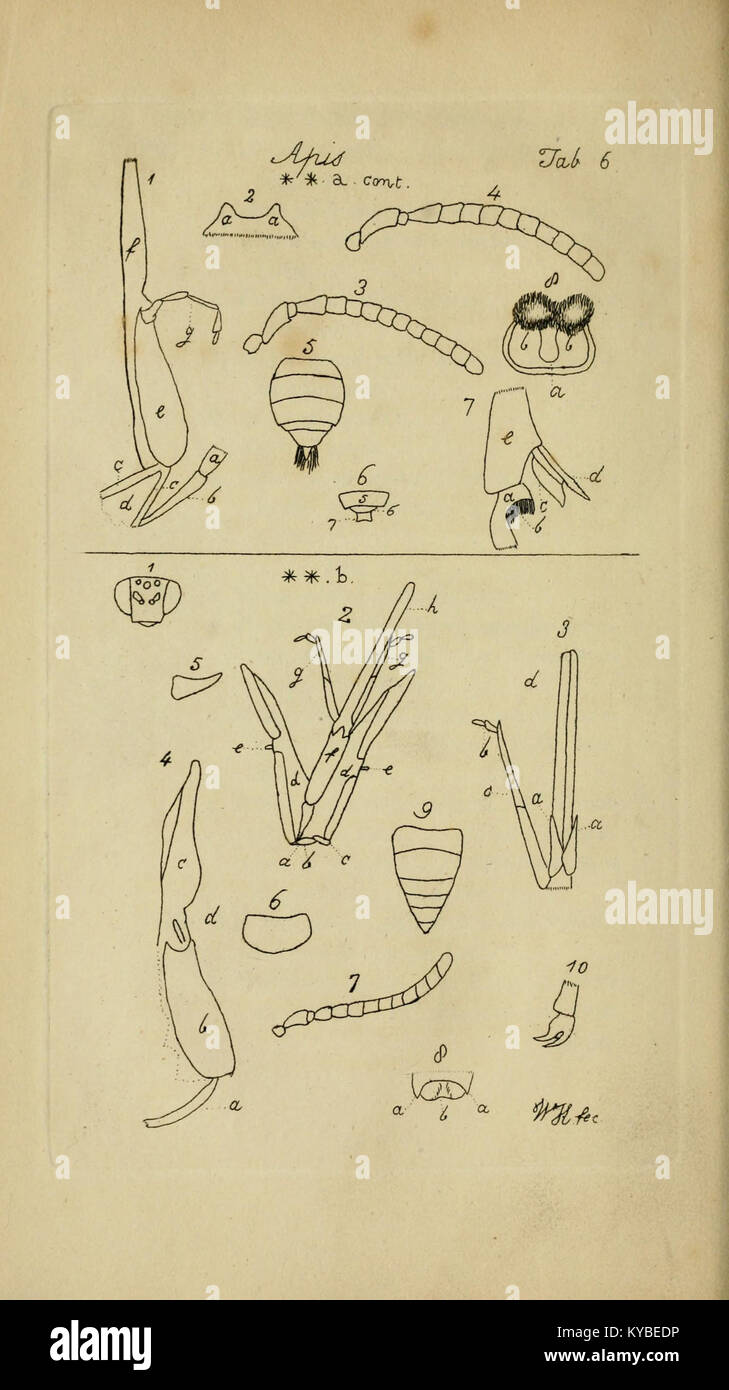 Monographia apum Angliæ BHL10929913 Stock Photo - Alamy