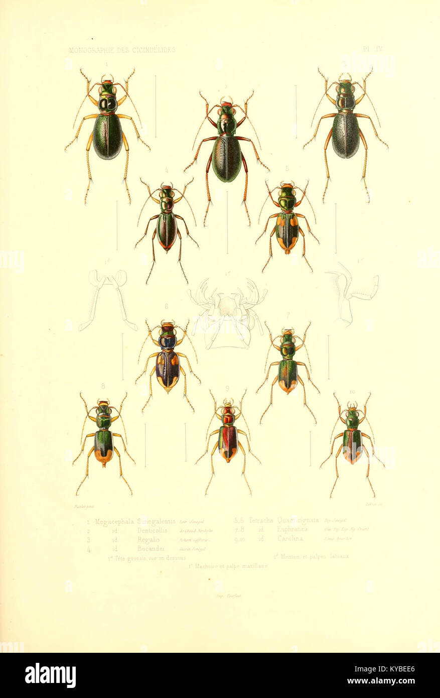 Detailed study on beetles hi-res stock photography and images - Alamy