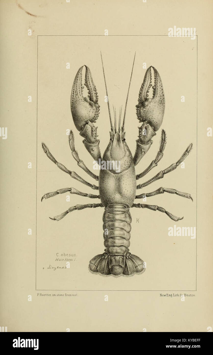 This illustration from a monograph on North American Astacid ...