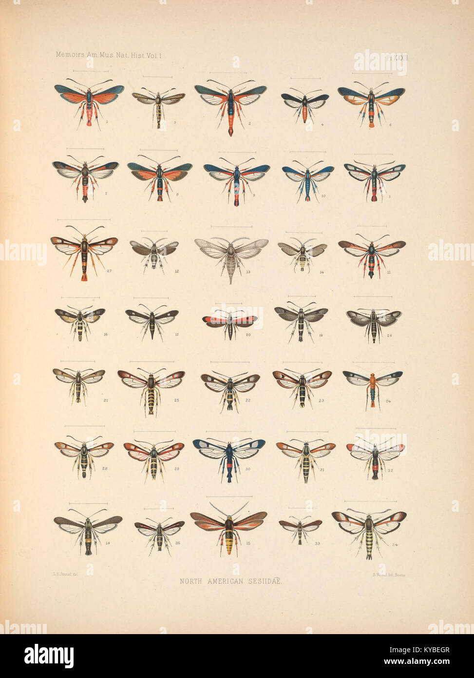 Plate XXXII from the monograph on Sesiidæ of North America illustrates ...