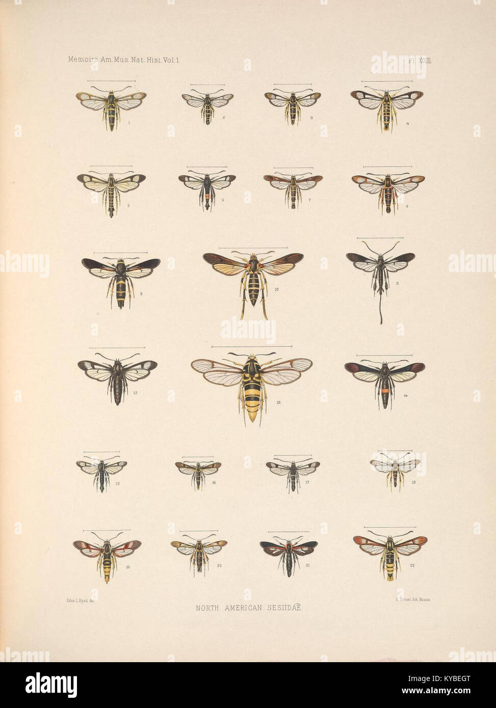 Scientific monograph on Sesiidae moths of North America, north of ...