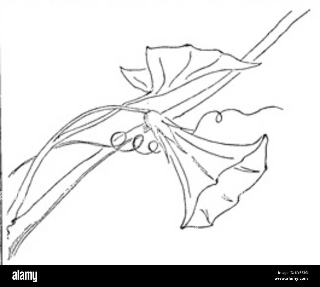 Striking petals Black and White Stock Photos & Images - Alamy