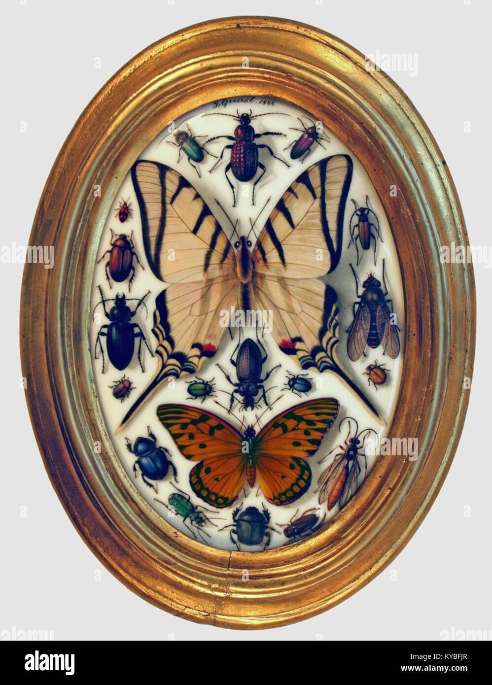 Illustrated work 'Motýli a brouci' (Butterflies and Beetles), 1886 ...