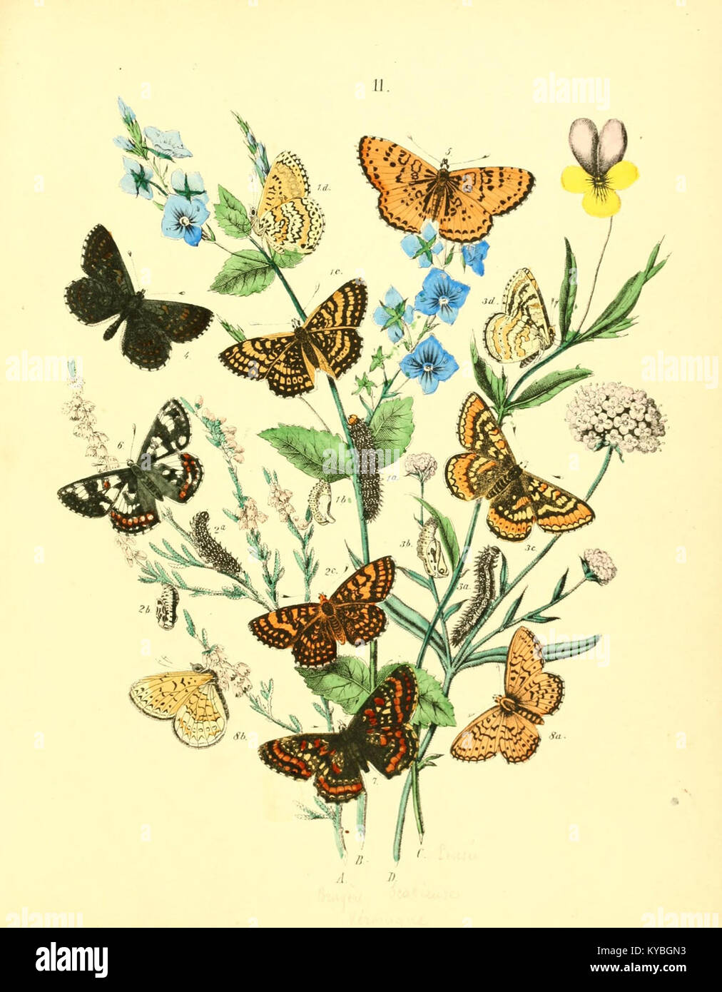 Collection of various insect specimens hi-res stock photography and ...