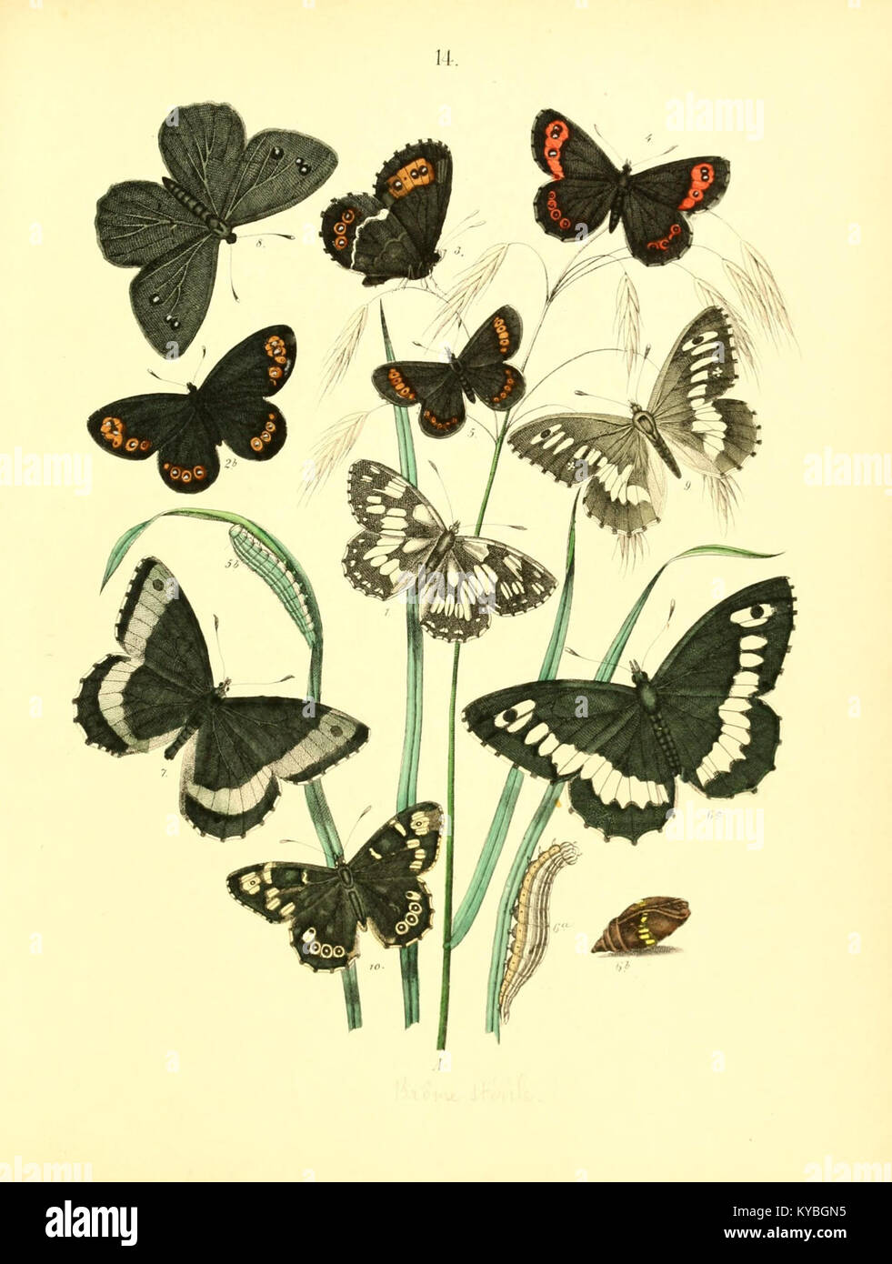 This image represents an illustrated collection of entomological ...