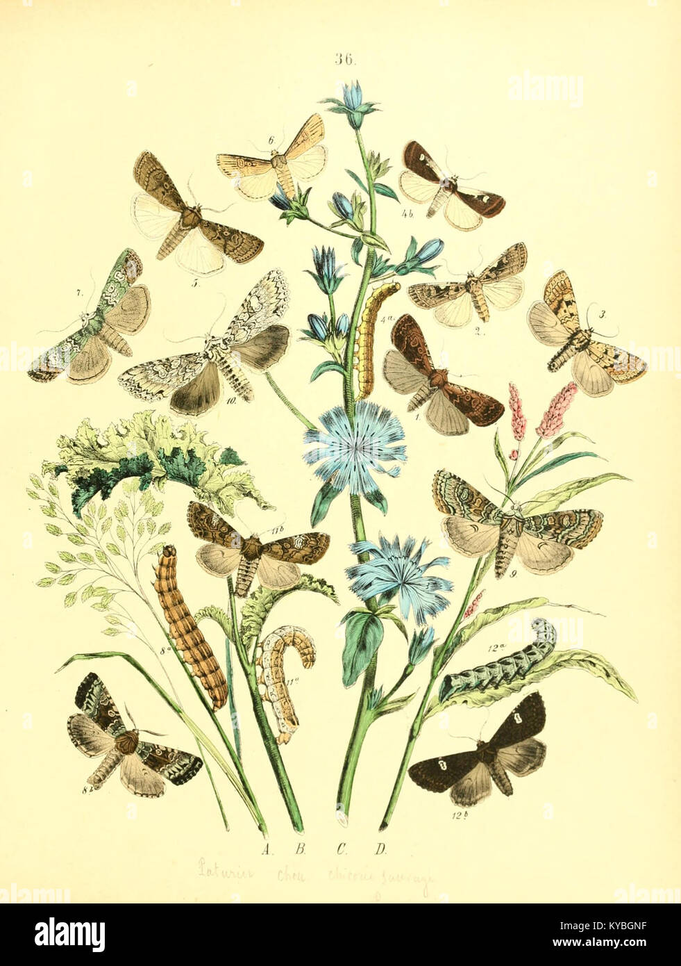 Documenting entomological specimens hi-res stock photography and images ...