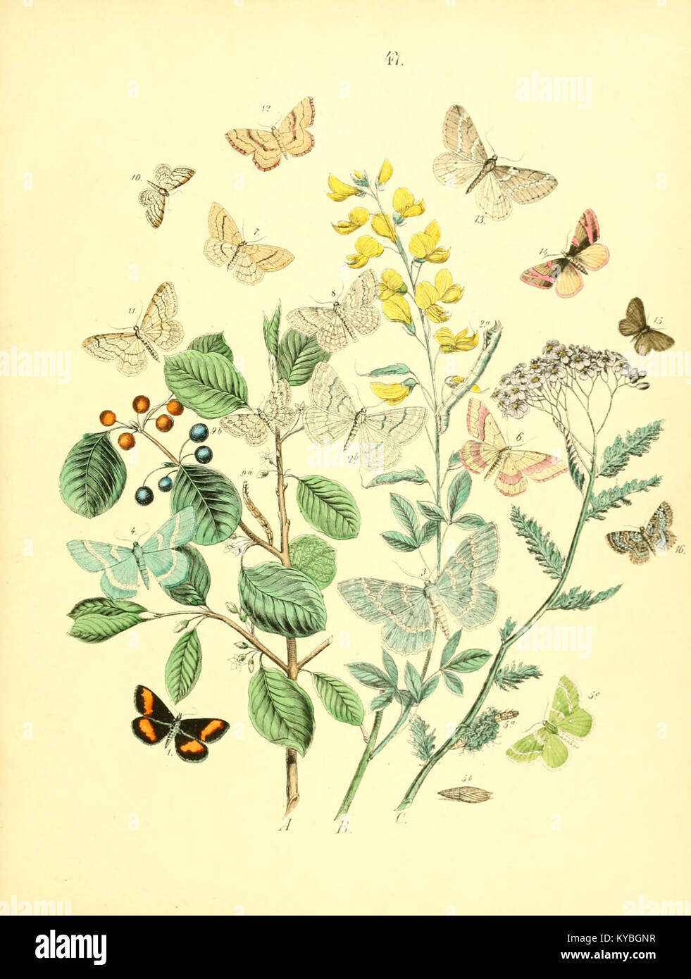 The Musée entomologique illustré in France is dedicated to entomology ...