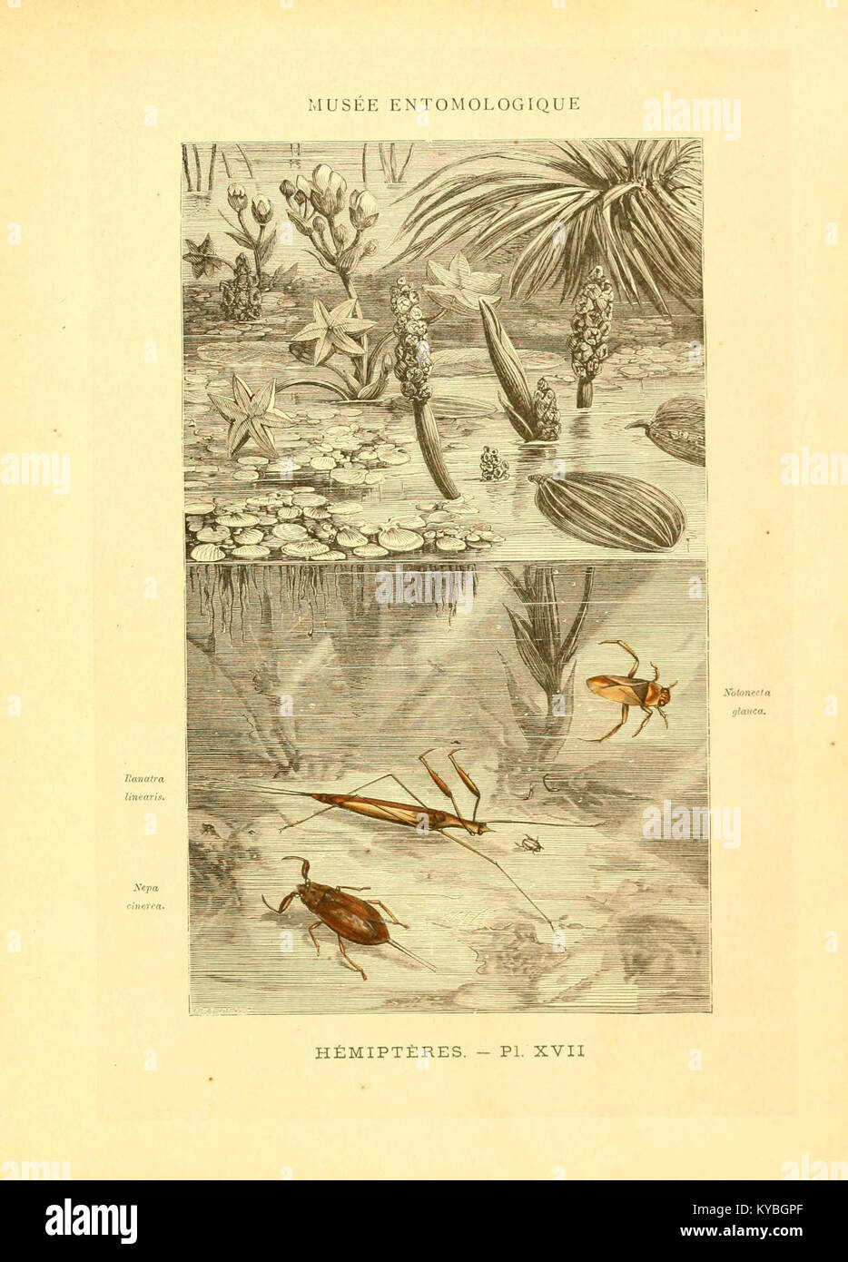 A detailed illustration from the *Musée entomologique illustré ...