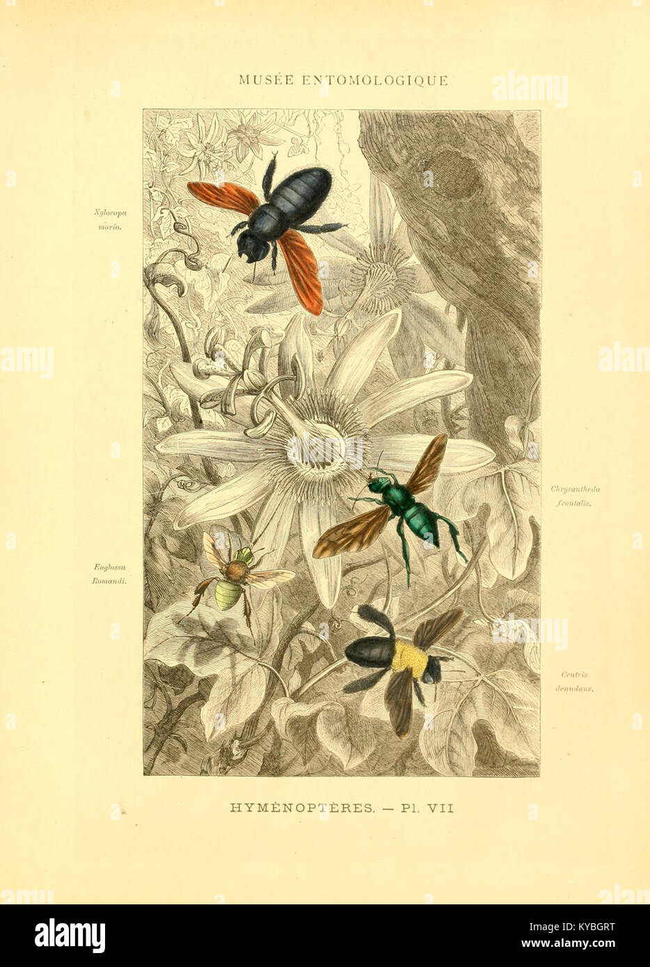 The Musée entomologique illustré is an illustrated museum dedicated to ...