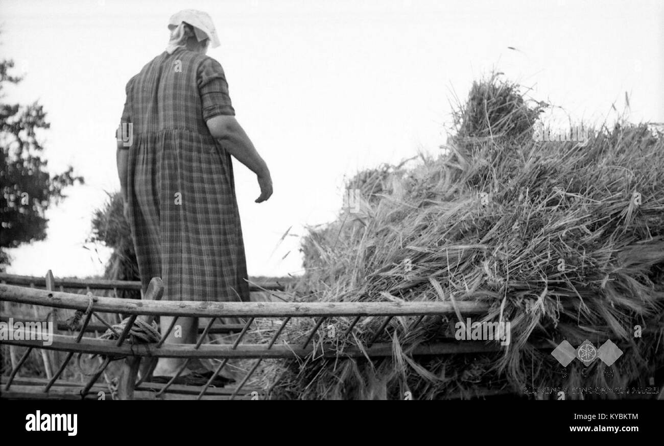 This photograph from 1964 shows the process of loading barley onto a ...