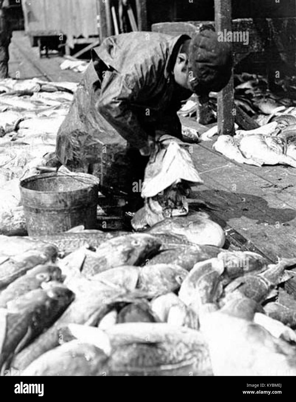 This 1913 photograph depicts a Native boy cleaning codfish at the Union ...
