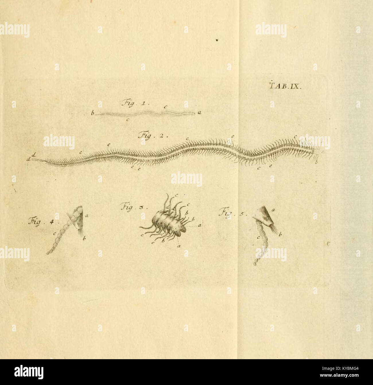 Wurm arten hi-res stock photography and images - Alamy