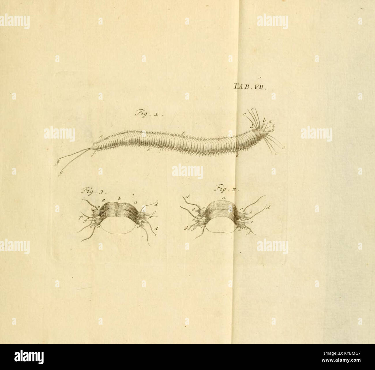 Various species of worms hi-res stock photography and images - Alamy