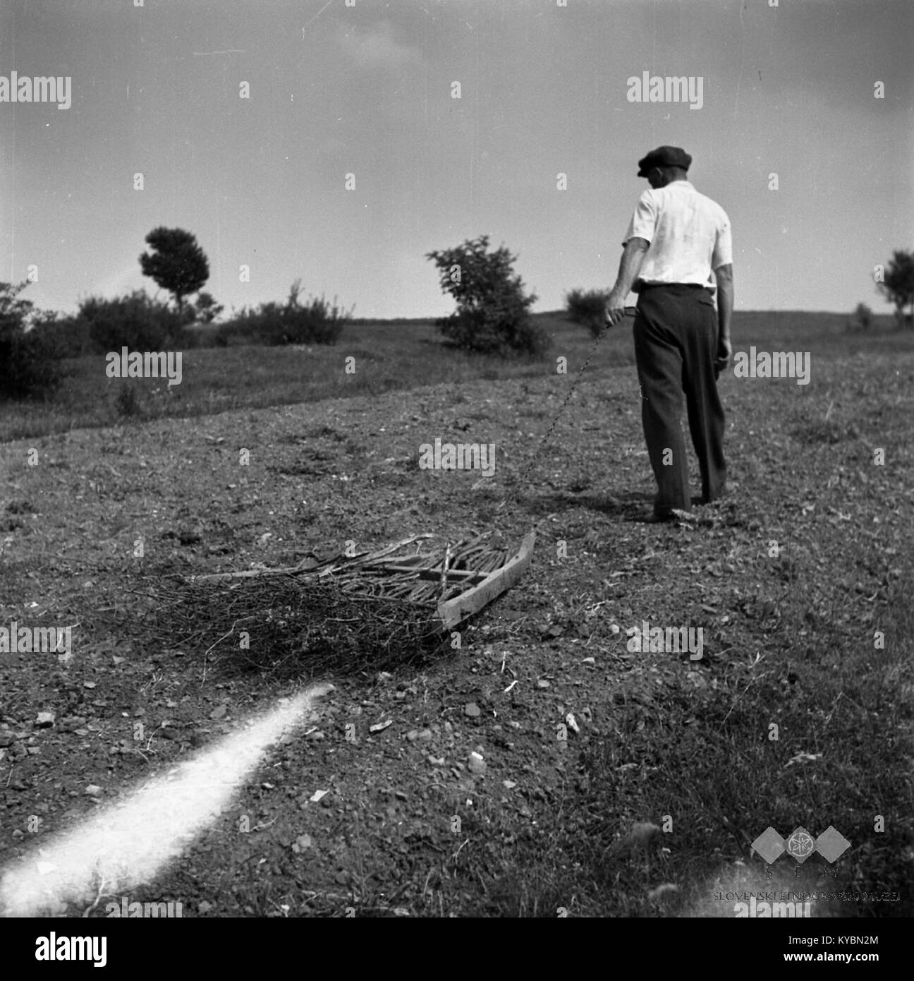 This image from 1955 shows a person dragging a cart filled with ...
